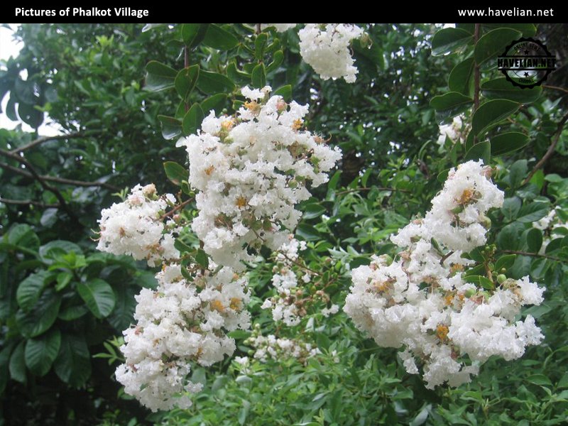 Beautiful Pictures of Phalkot Village