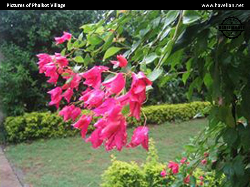 Beautiful Pictures of Phalkot Village